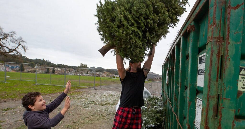 Christmas tree recycling programs take shape in… | Zero Waste Sonoma